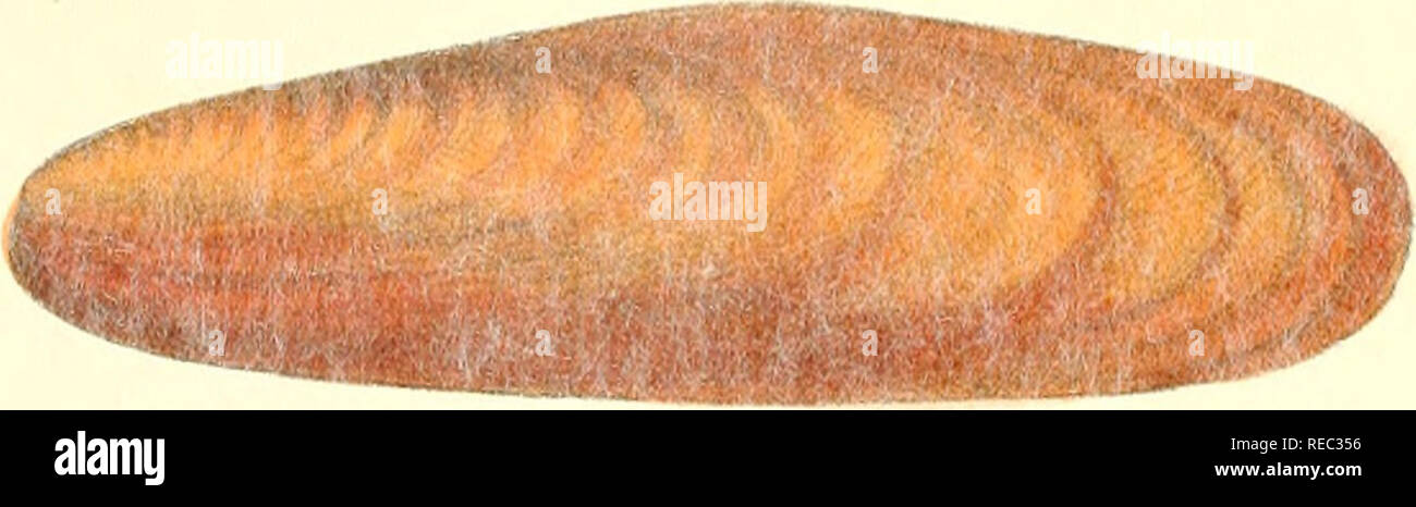 . Conchologia iconica, or, Illustrations of the shells of molluscous ...