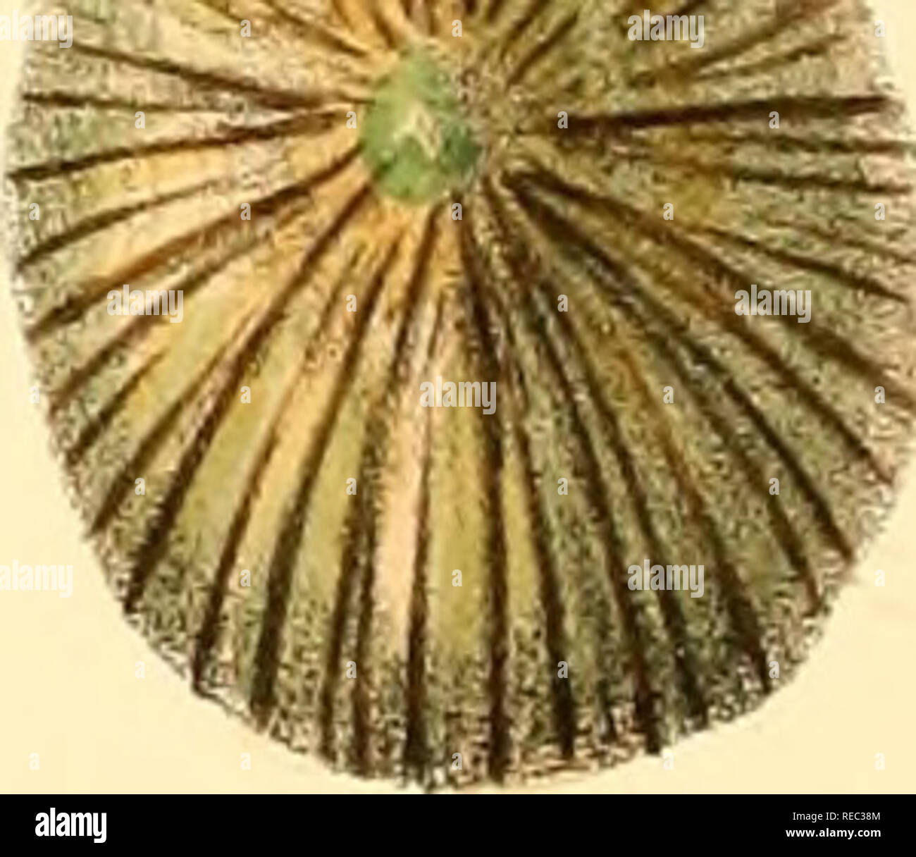 . Conchologia iconica, or, Illustrations of the shells of molluscous ...