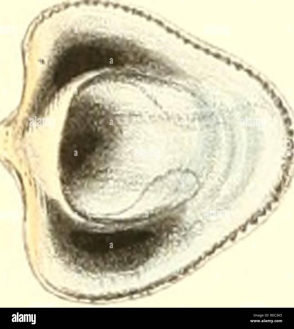 188 shells hi-res stock photography and images - Alamy