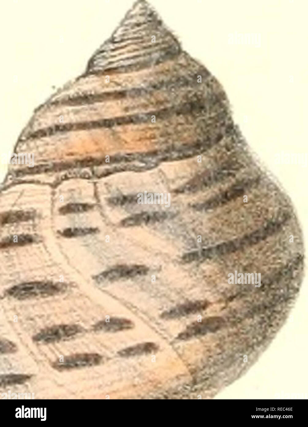 . Conchologia iconica, or, Illustrations of the shells of molluscous ...