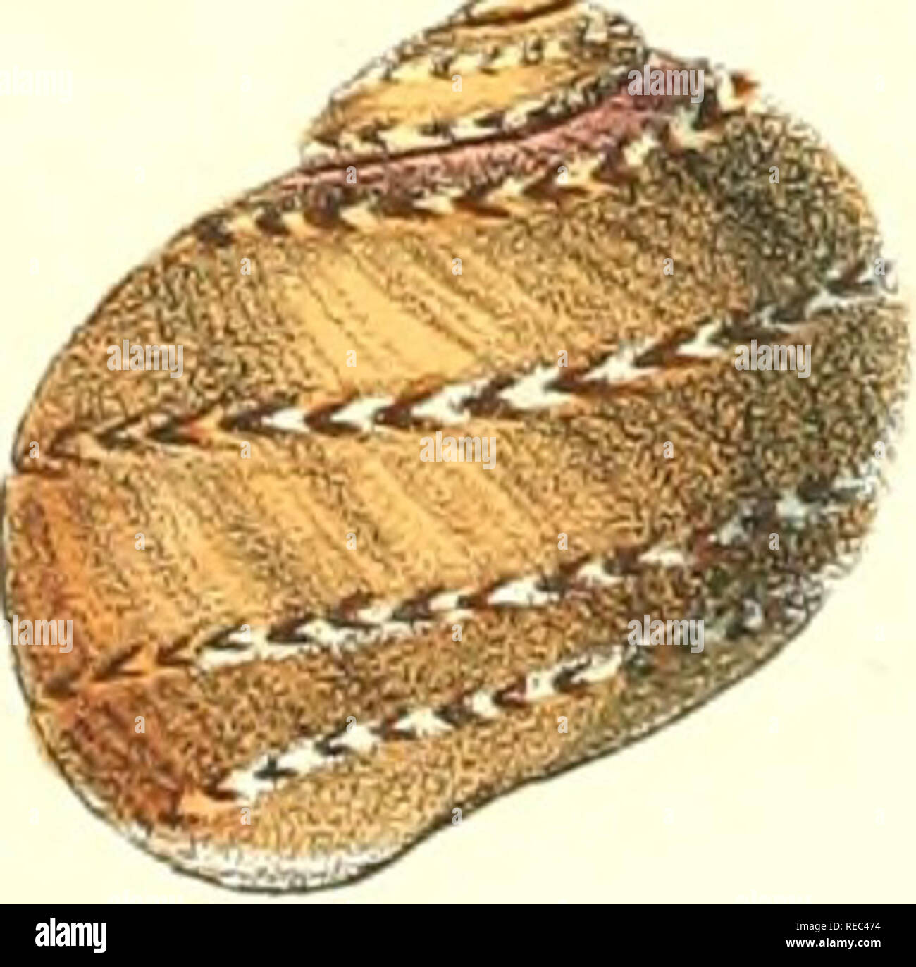 . Conchologia iconica, or, Illustrations of the shells of molluscous ...