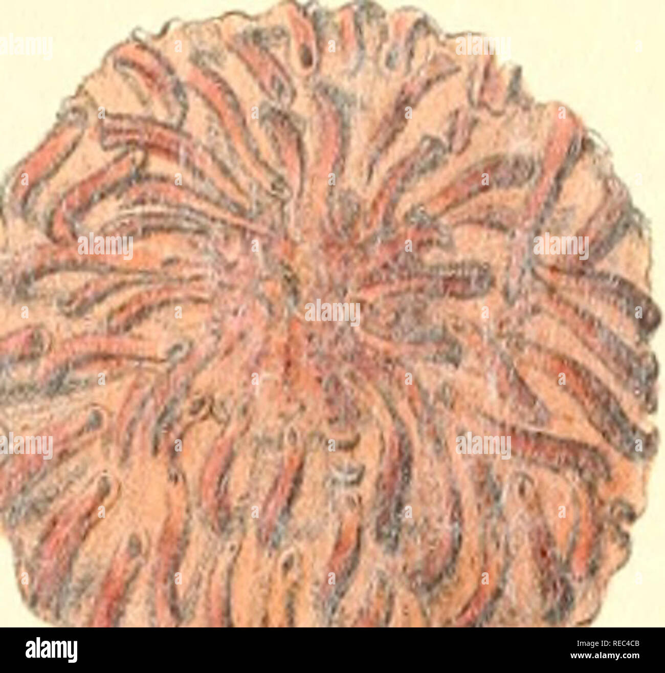 . Conchologia iconica, or, Illustrations of the shells of molluscous ...