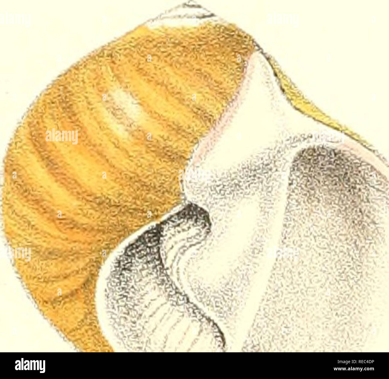 . Conchologia iconica, or, Illustrations of the shells of molluscous ...