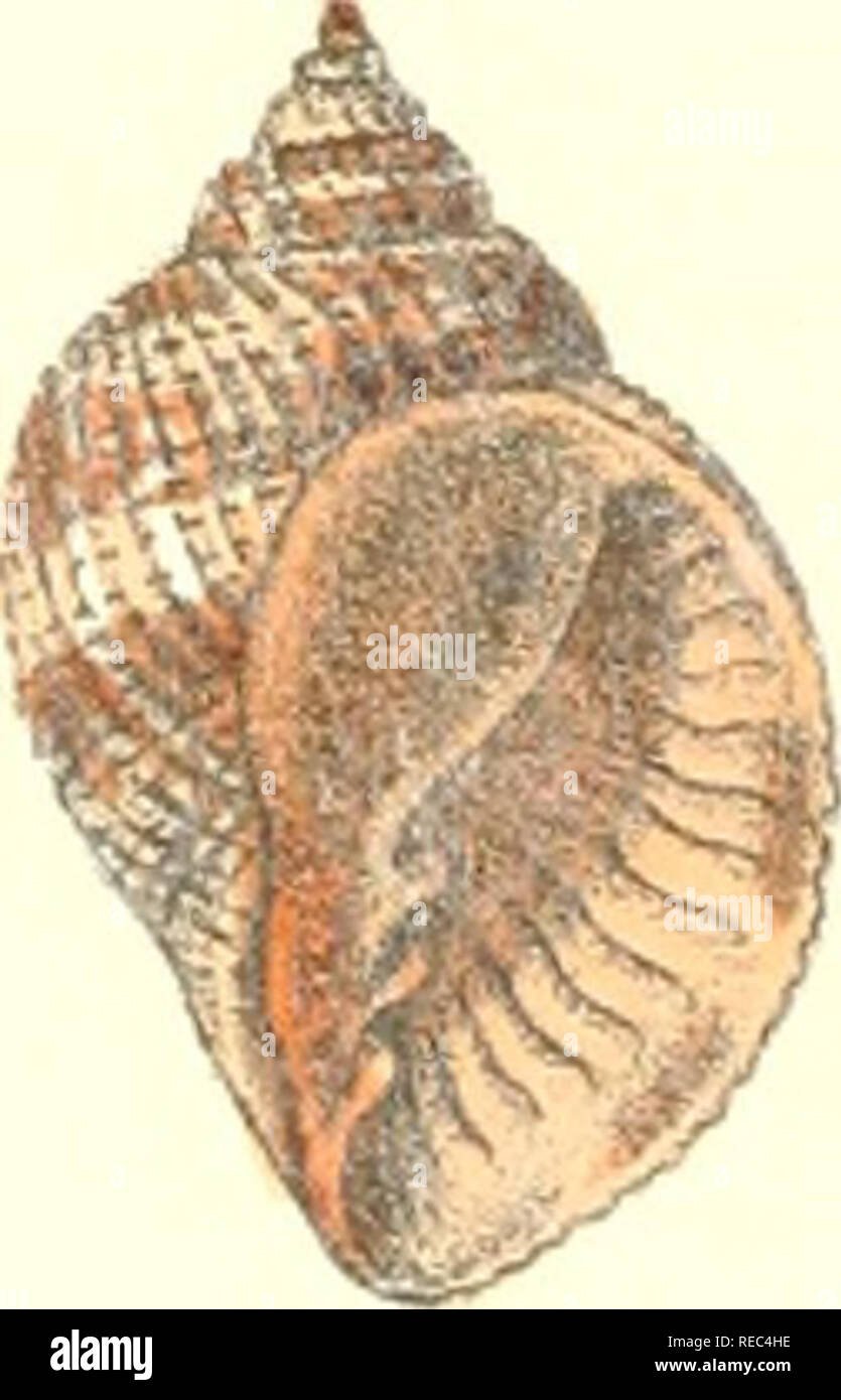 . Conchologia iconica, or, Illustrations of the shells of molluscous ...