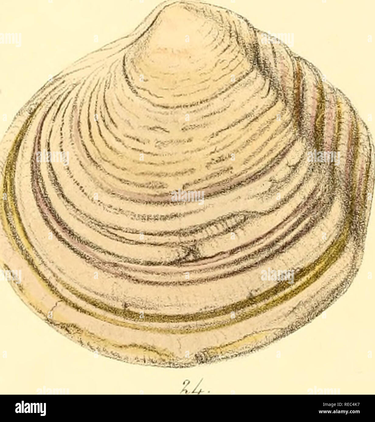 . Conchologia iconica, or, Illustrations of the shells of molluscous ...