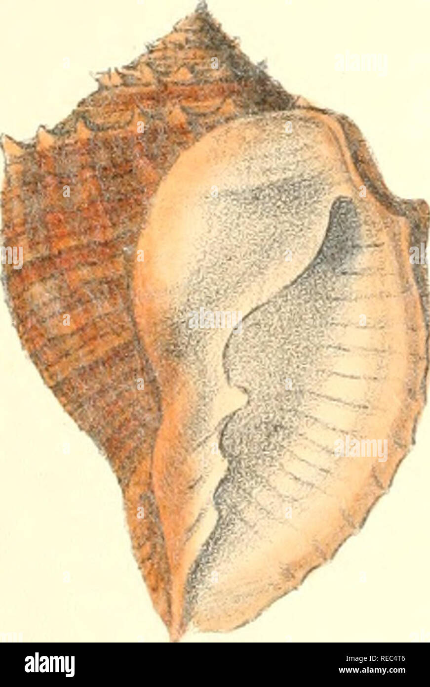 188 shells hi-res stock photography and images - Alamy