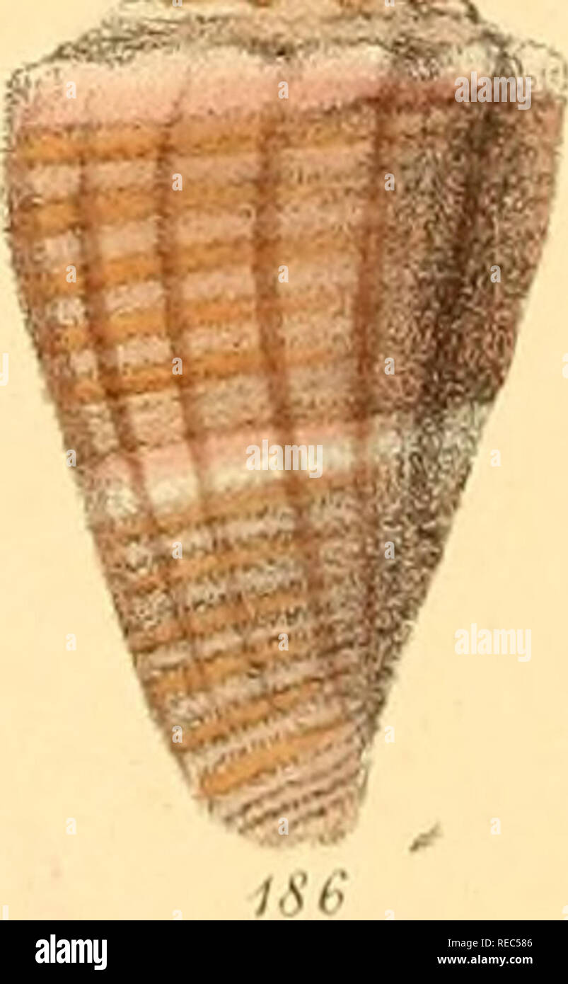 . Conchologia iconica, or, Illustrations of the shells of molluscous ...