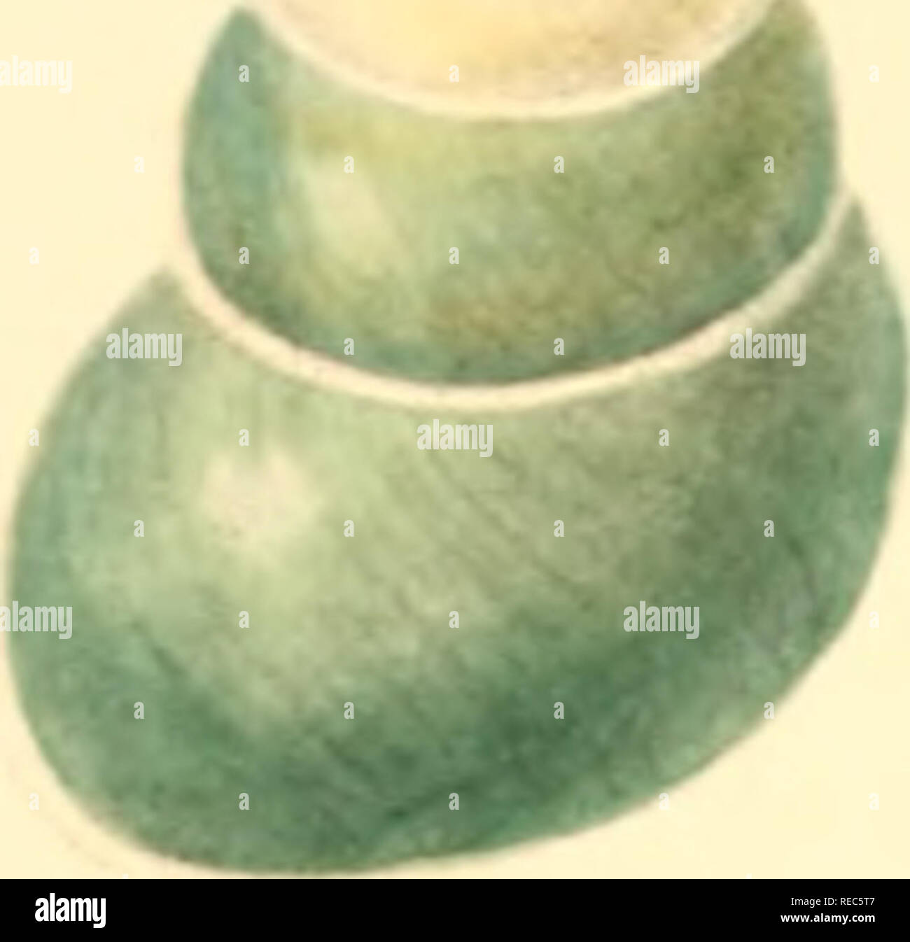 . Conchologia iconica, or, Illustrations of the shells of molluscous ...