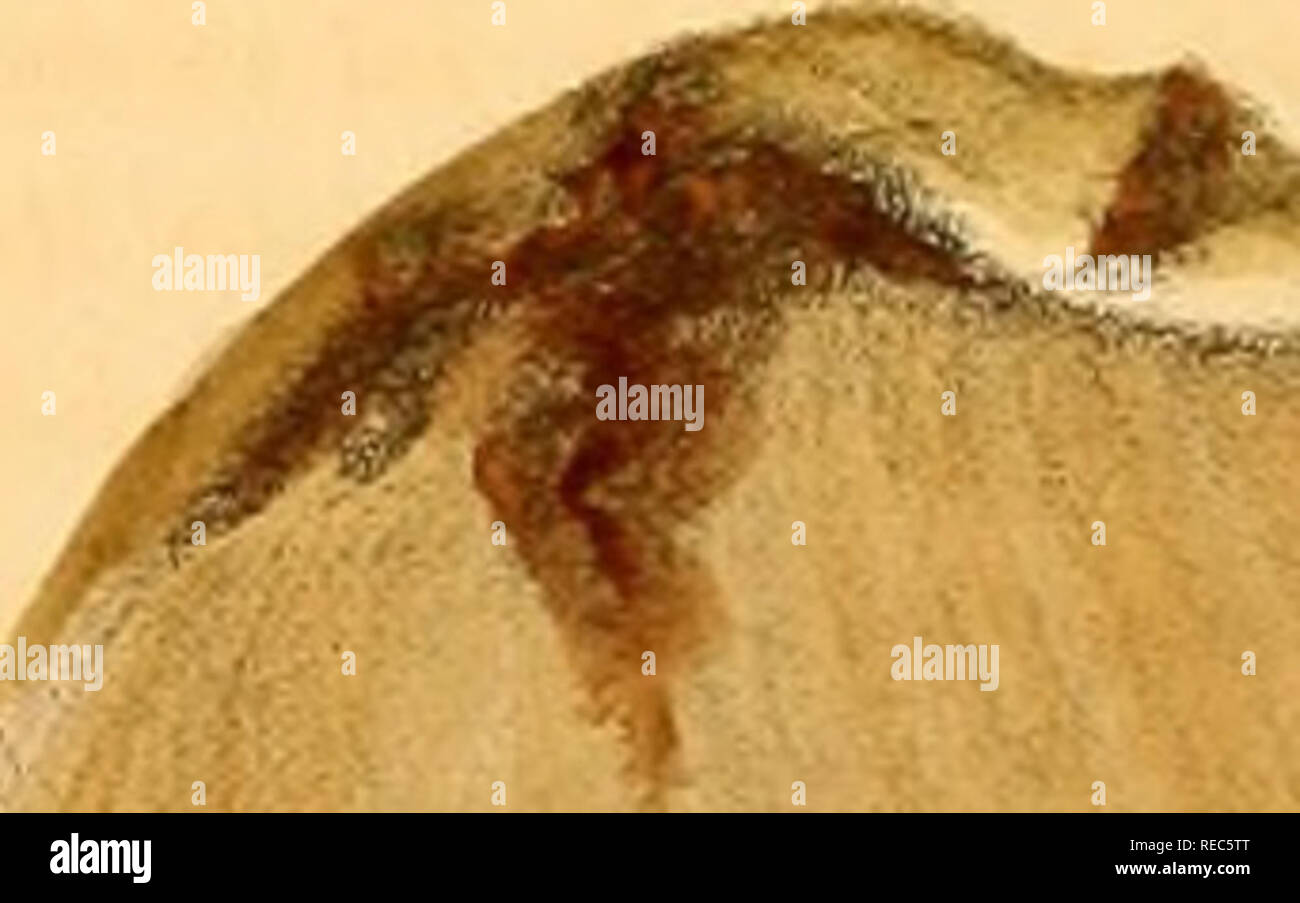 188 shells hi-res stock photography and images - Alamy