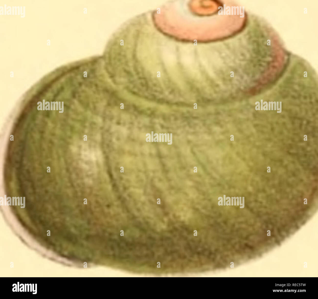 . Conchologia iconica, or, Illustrations of the shells of molluscous ...