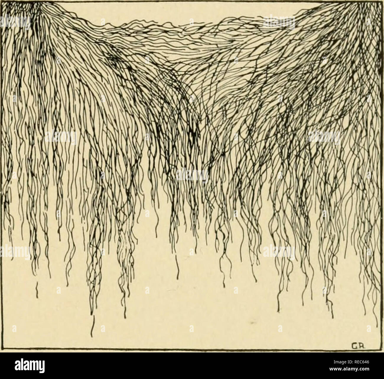 . Dry-farming;. Dry farming. [from old catalog]. ROOT SYSTEMS IN ARID ...