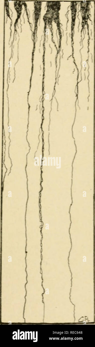 Taproot system hi-res stock photography and images - Alamy