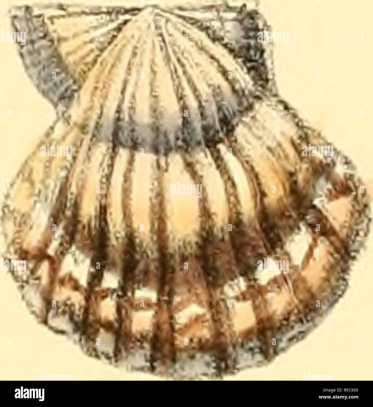 . Conchologia iconica, or, Illustrations of the shells of molluscous ...