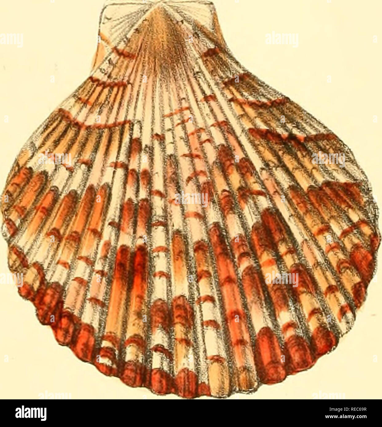 . Conchologia iconica, or, Illustrations of the shells of molluscous ...