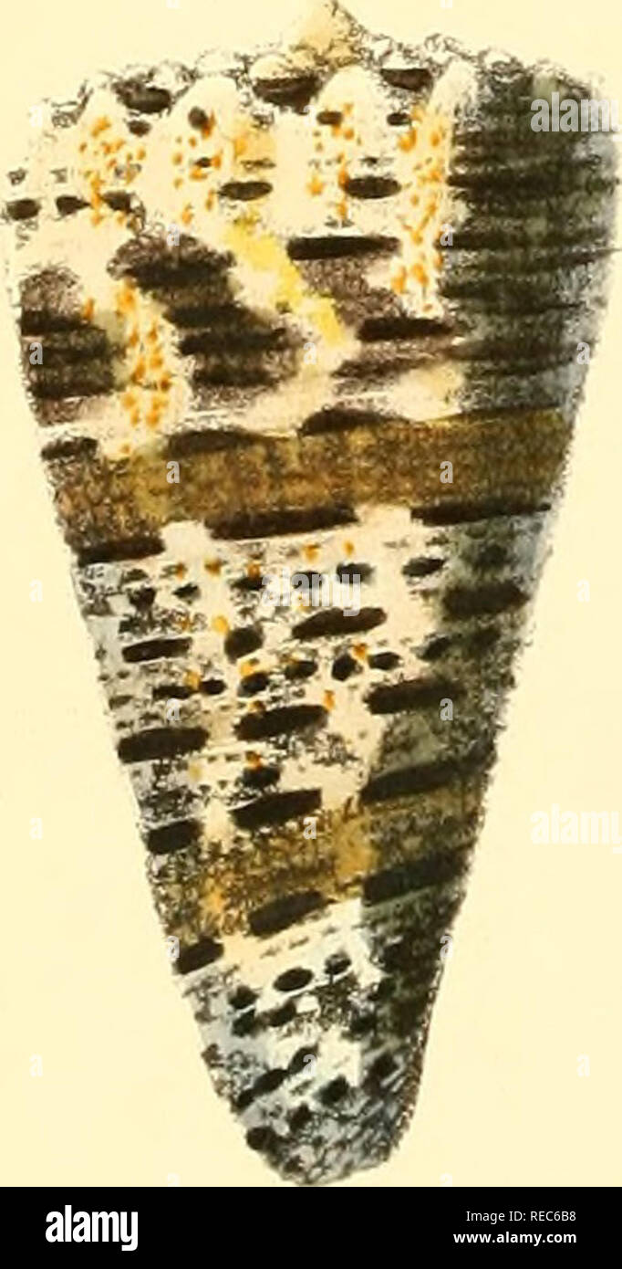 . Conchologia iconica, or, Illustrations of the shells of molluscous ...