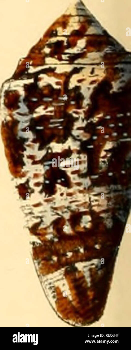 188 shells hi-res stock photography and images - Alamy