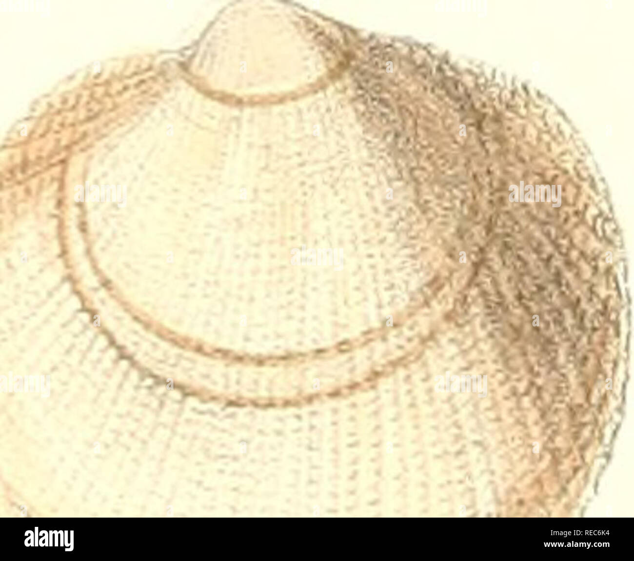 188 shells hi-res stock photography and images - Alamy