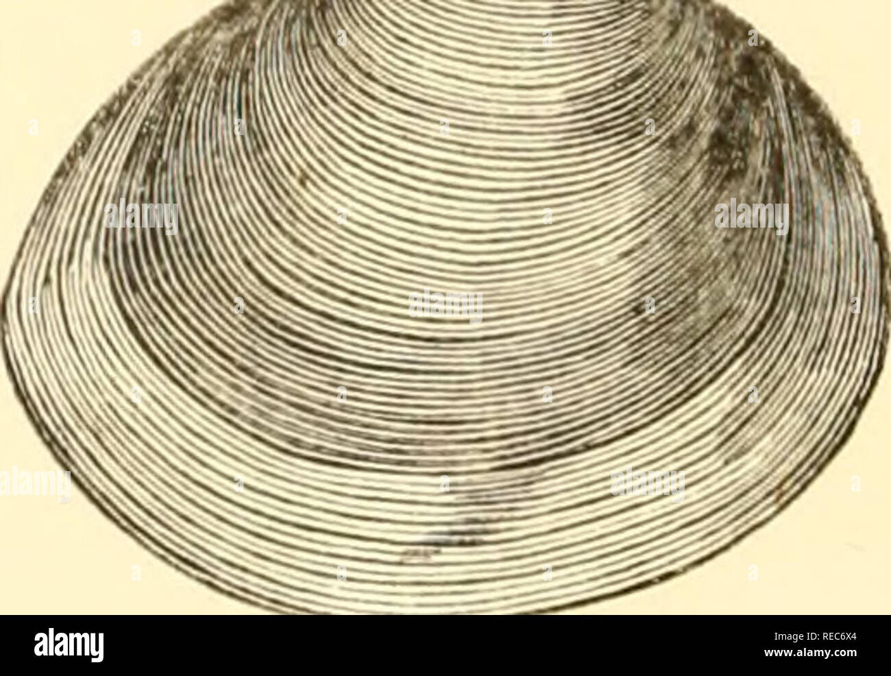 . Conchologia cestrica. The molluscous animals and their shells, of ...