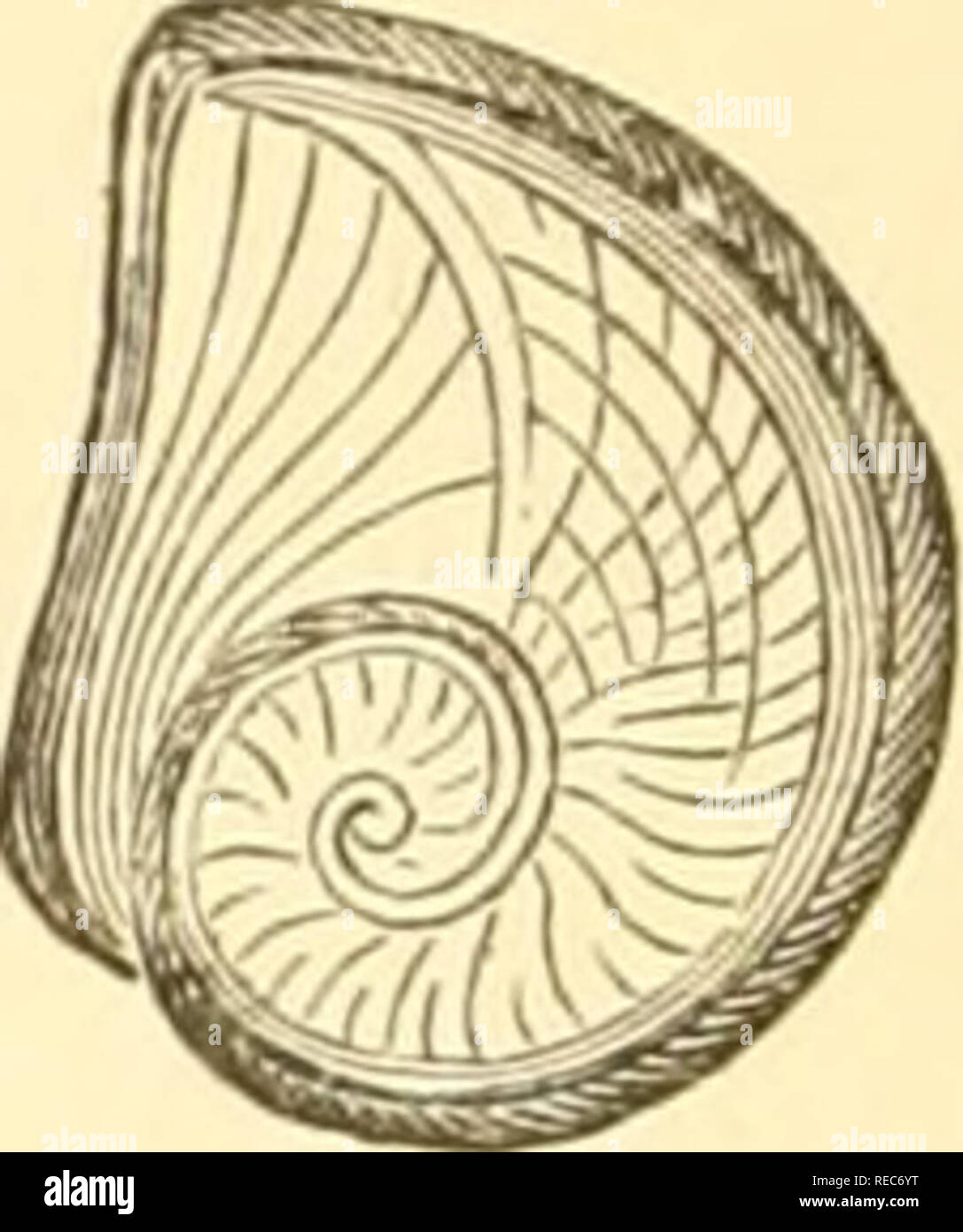 Conic shells hi-res stock photography and images - Alamy