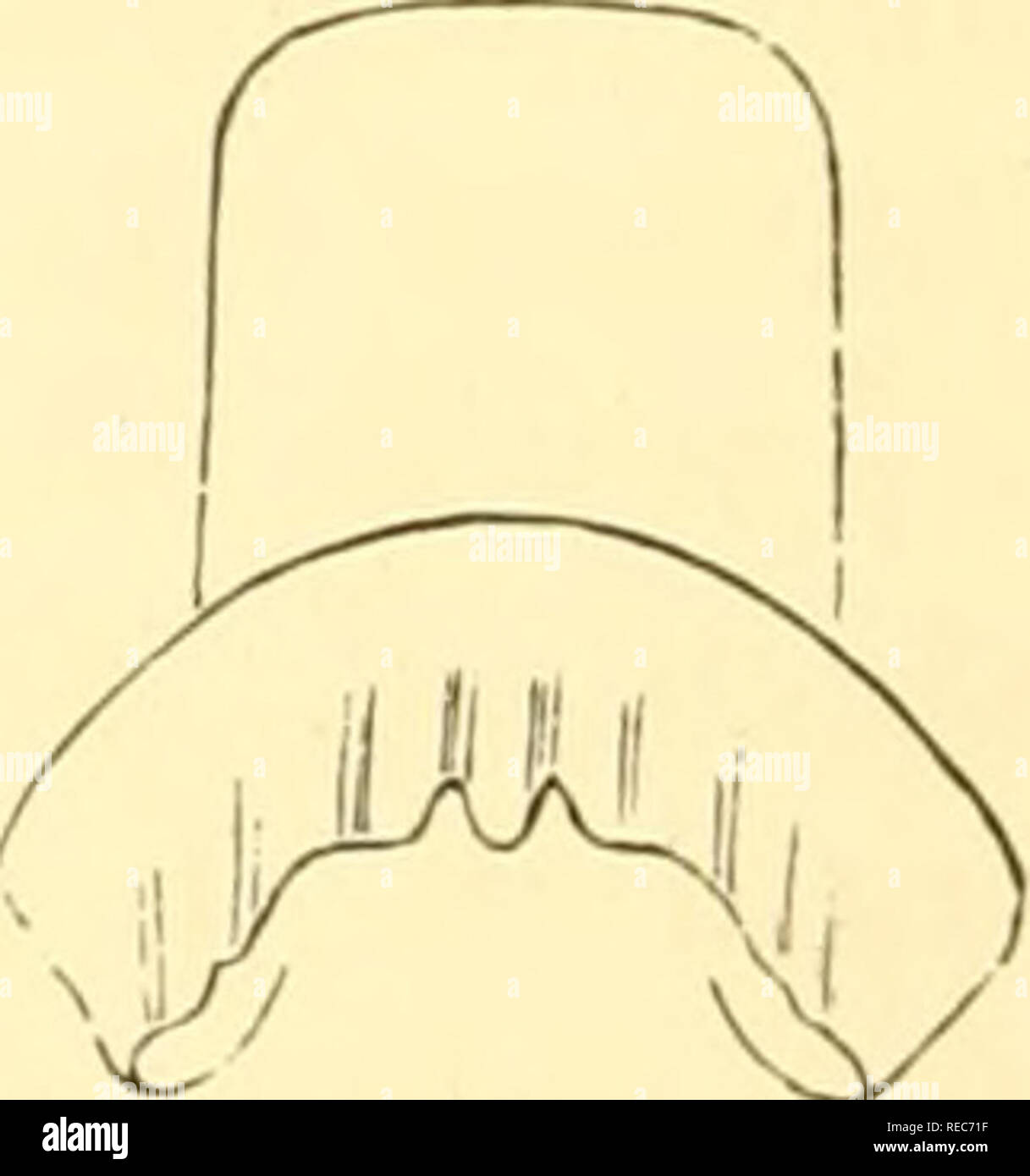 . Conchologia cestrica. The molluscous animals and their shells, of ...