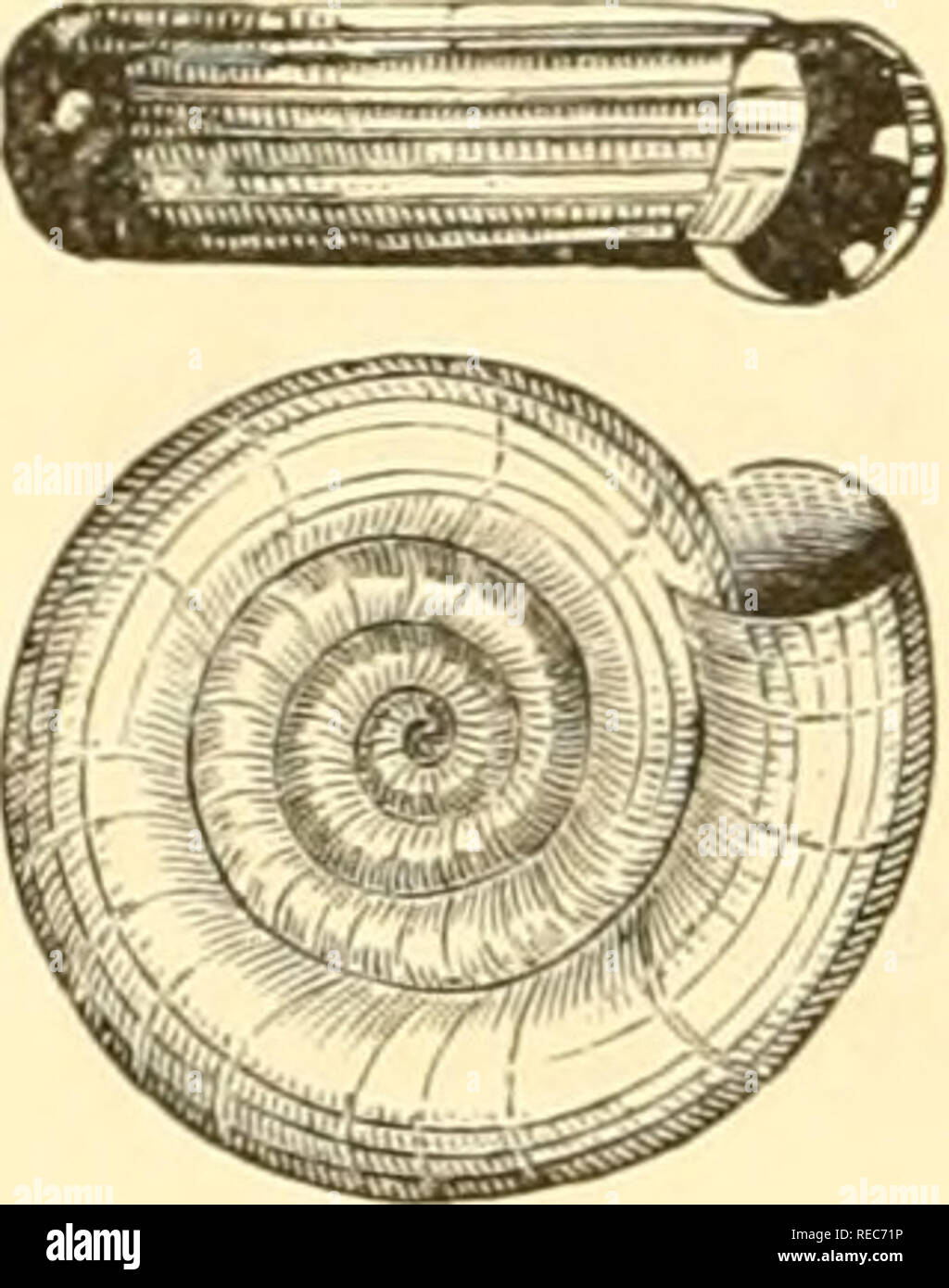 Molluscan shells within hi-res stock photography and images - Alamy