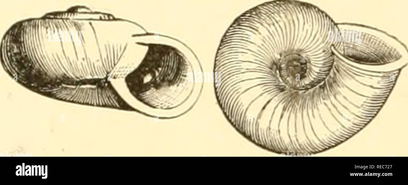 . Conchologia cestrica. The molluscous animals and their shells, of ...