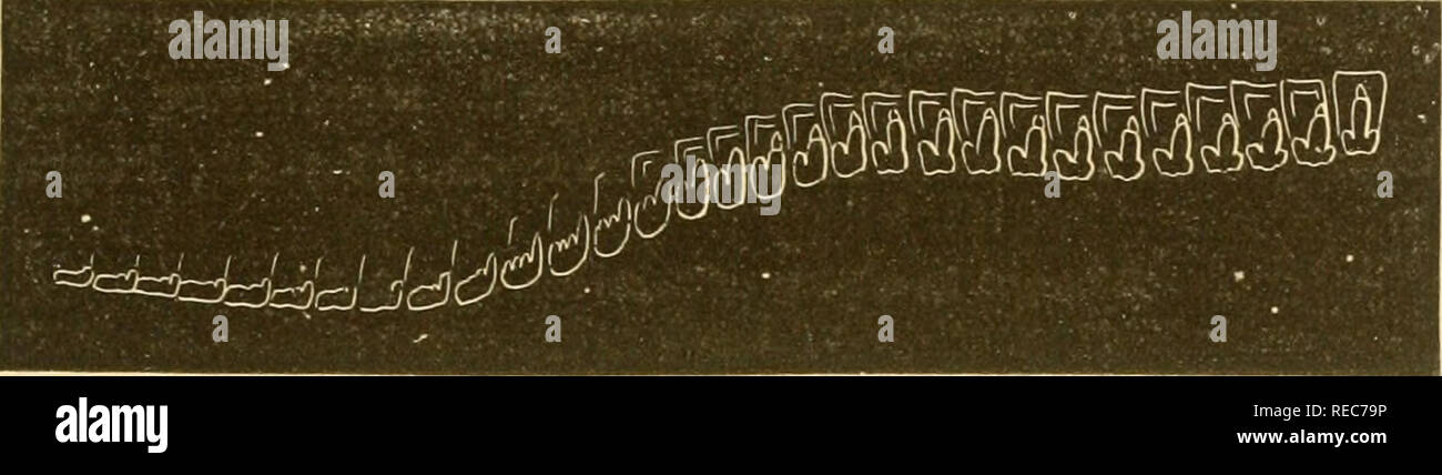 . Conchologia cestrica. The molluscous animals and their shells, of ...