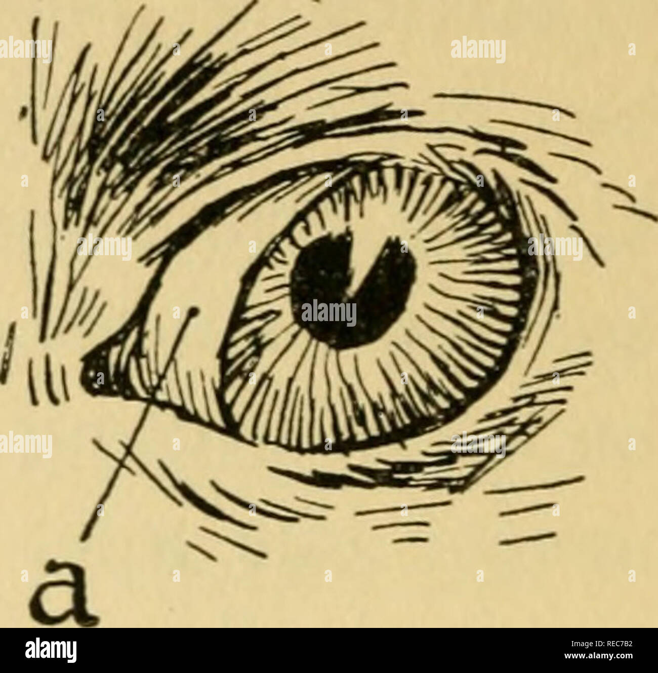 . Concerning evolution. Evolution. FIGURE NO. 22 THIRD EYELID IN MAN ...