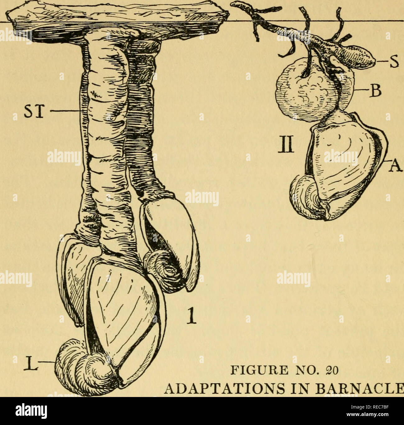 Barnacle larvae hi-res stock photography and images - Alamy
