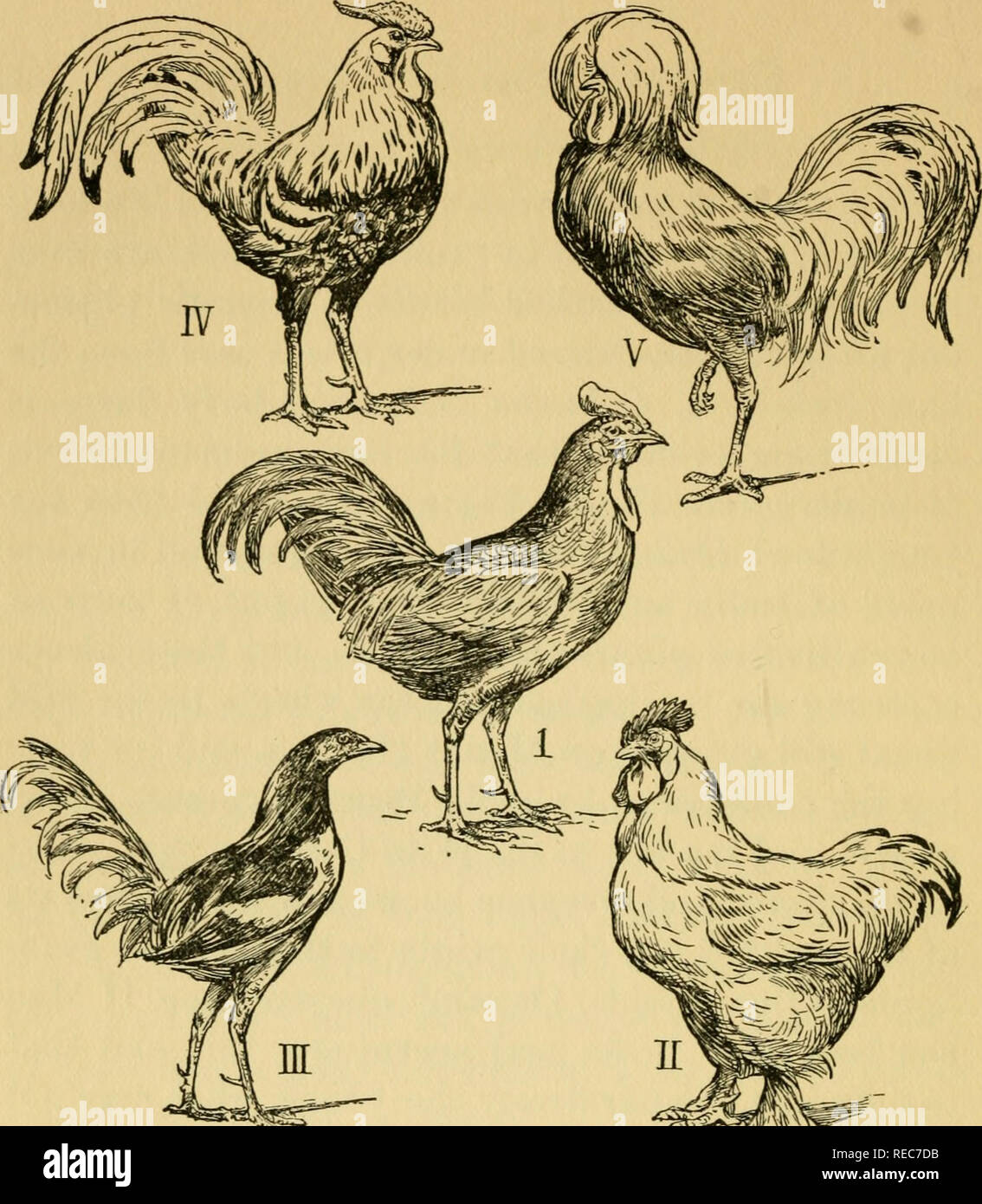 Bankiva jungle fowl hi-res stock photography and images - Alamy