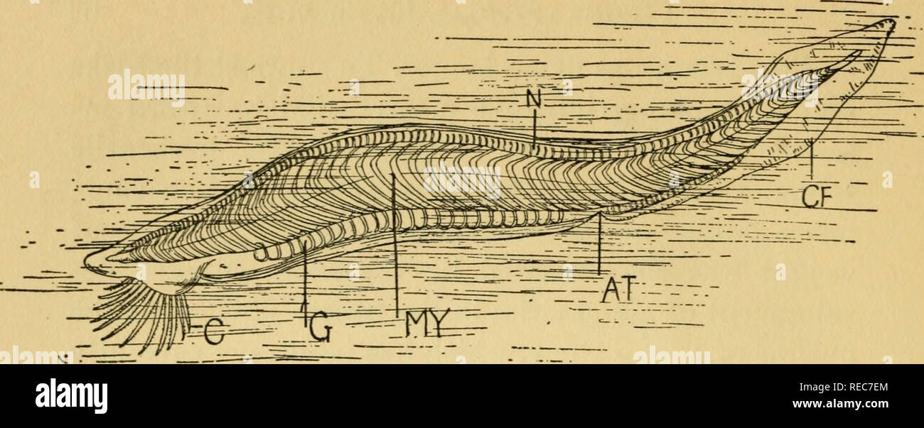 Lancelets hi-res stock photography and images - Alamy