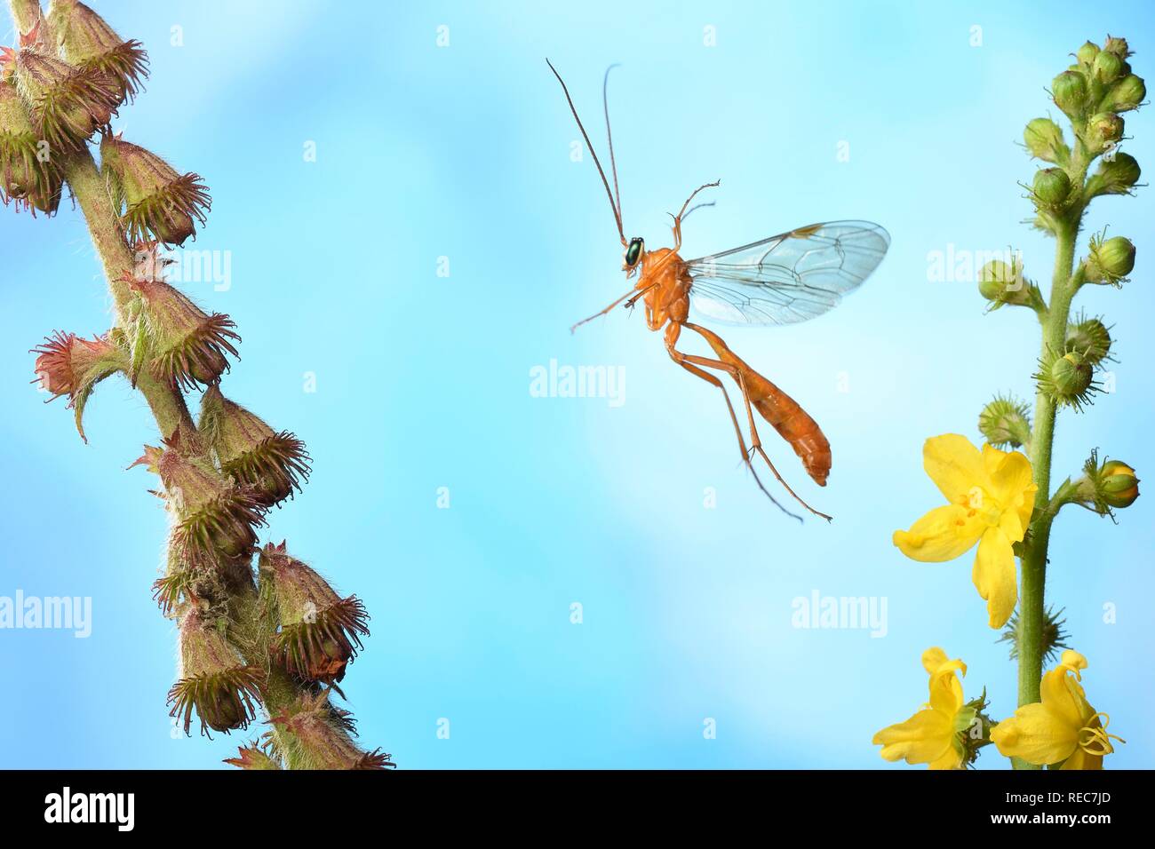 Sickle wasp hi-res stock photography and images - Alamy