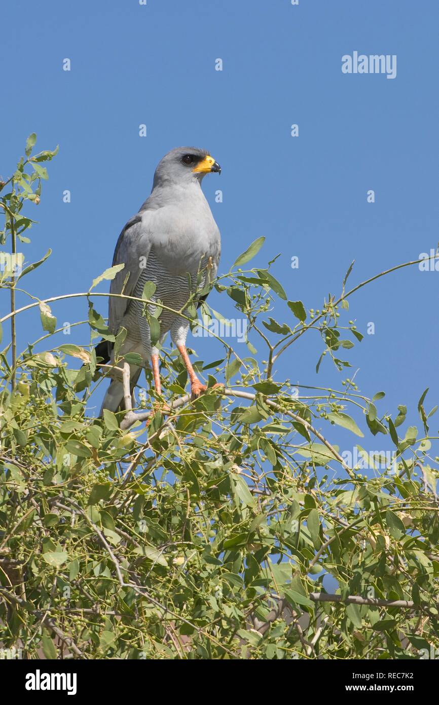 American goshawk hi-res stock photography and images - Alamy