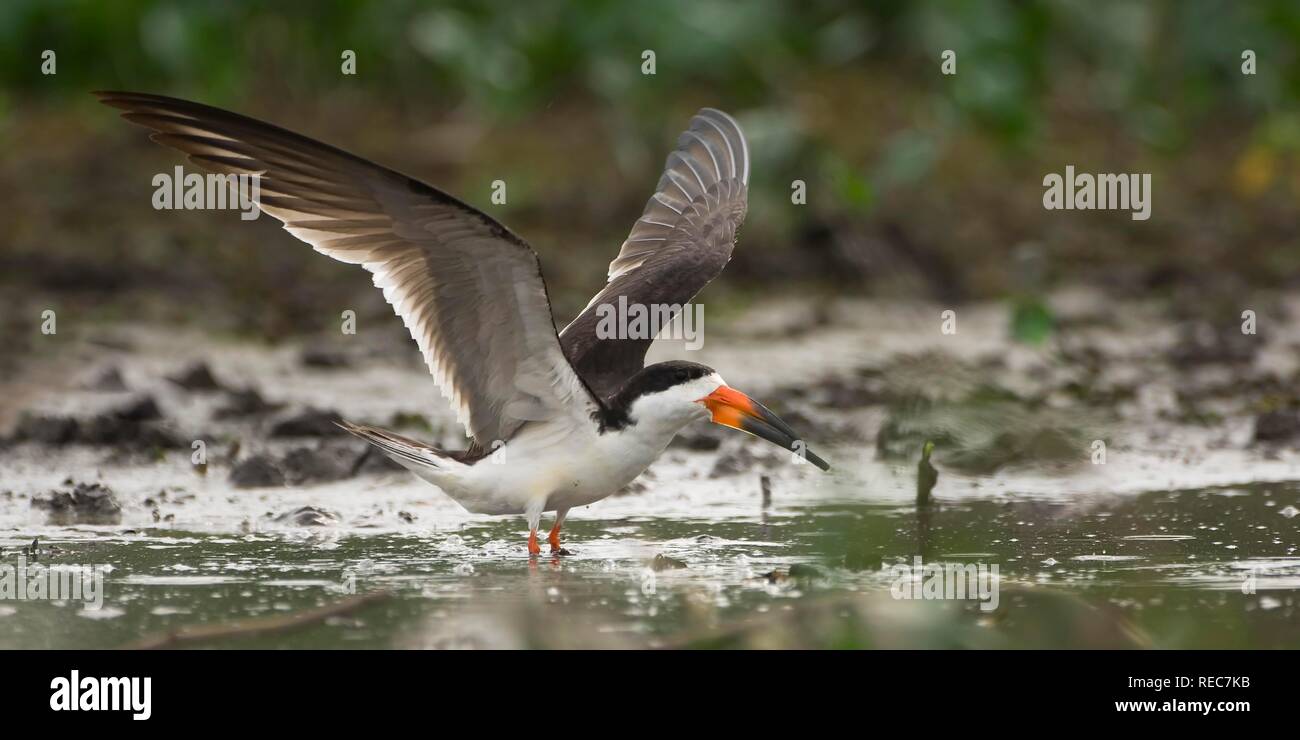 Black Skimmer (Rynchops niger), Pantanal, Mato Grosso, Brazil Stock ...