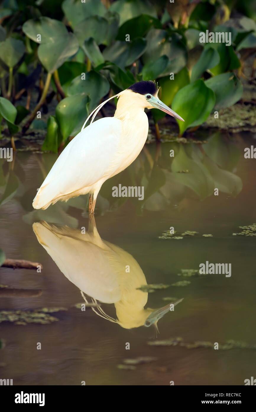 Capped Heron (Pilherodius pileatus), Pantanal, Mato Grosso, Brazil ...