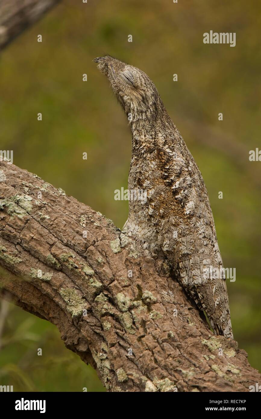 Great Potoo (Nyctibius grandis), Pantanal, Mato Grosso, Brazil Stock ...