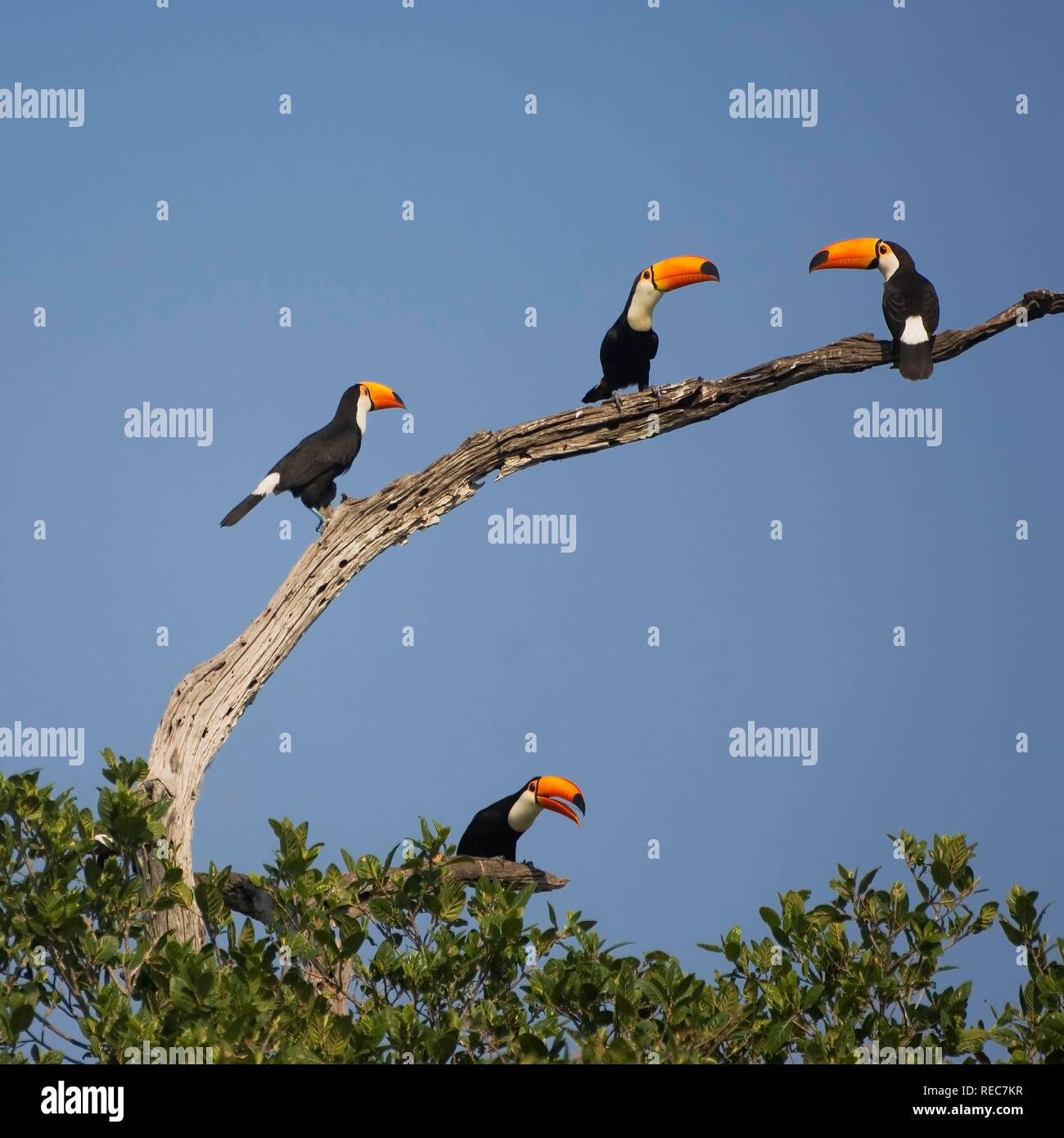 Toco Toucan (Ramphastos toco), Pantanal, Mato Grosso, Brazil Stock ...