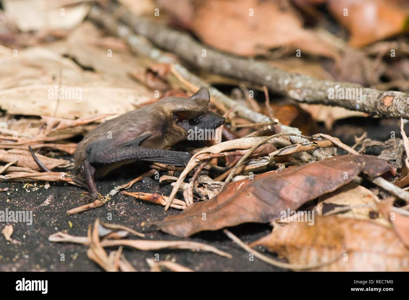 Brazilian free-tailed bat (Tadarida brasiliensis), Alta Floresta, Mato ...