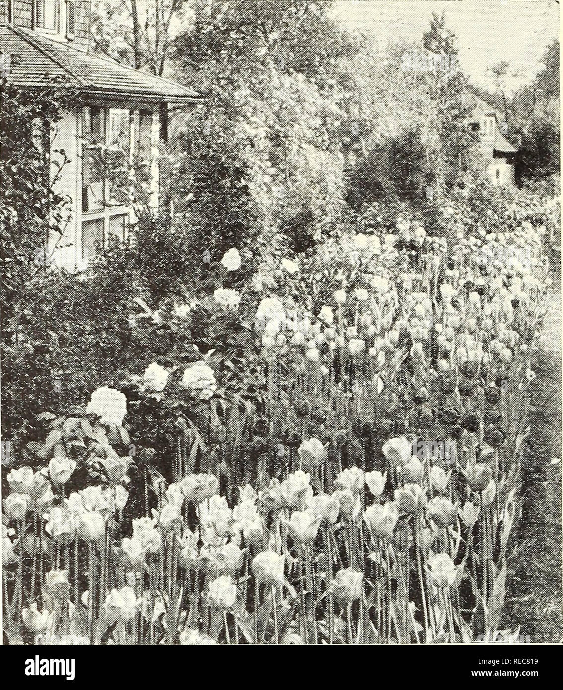 Scarlet grenadier hi-res stock photography and images - Alamy