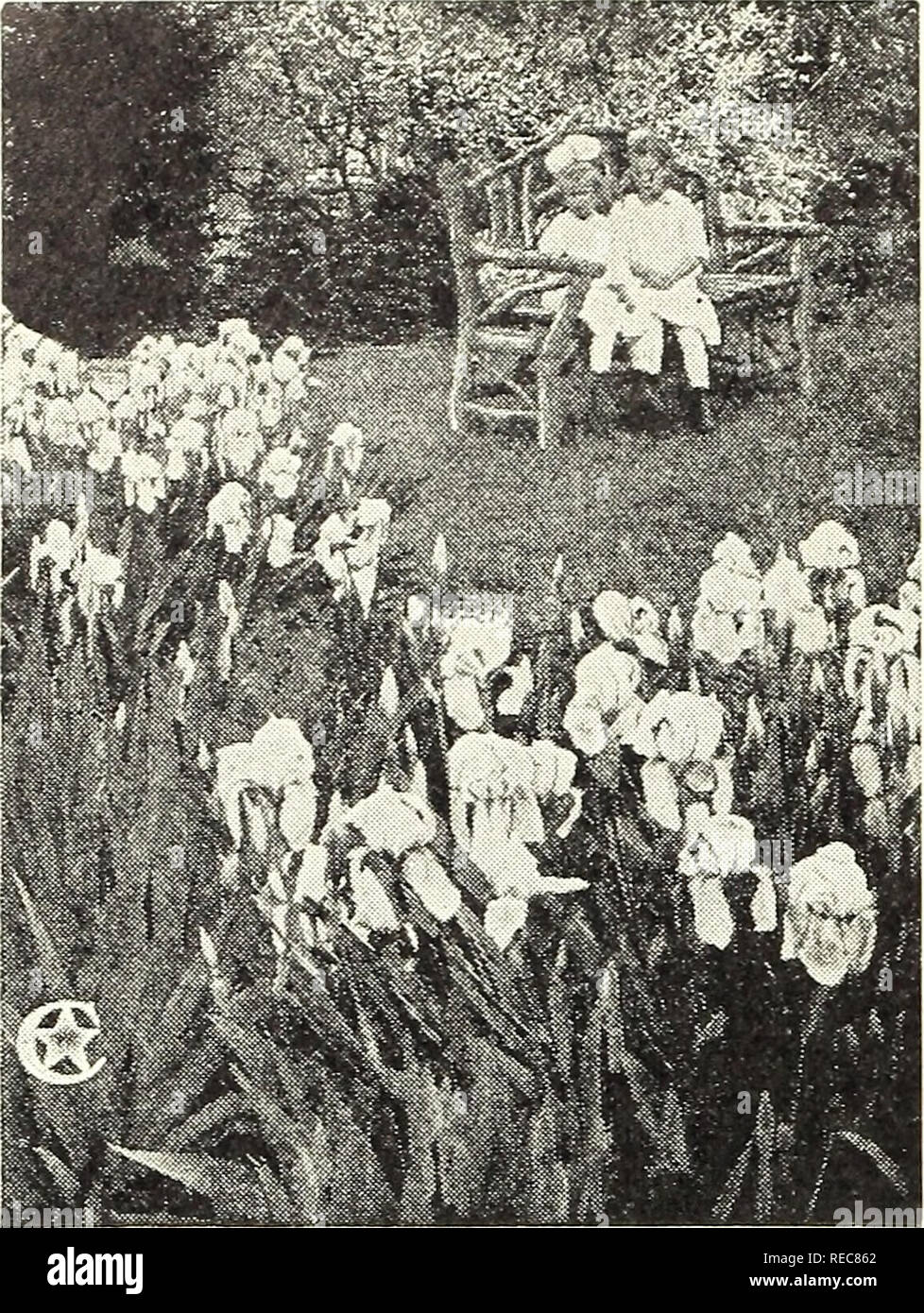 . Conard star roses : autumn 1924. Rose culture; Roses; Flowers Seeds ...