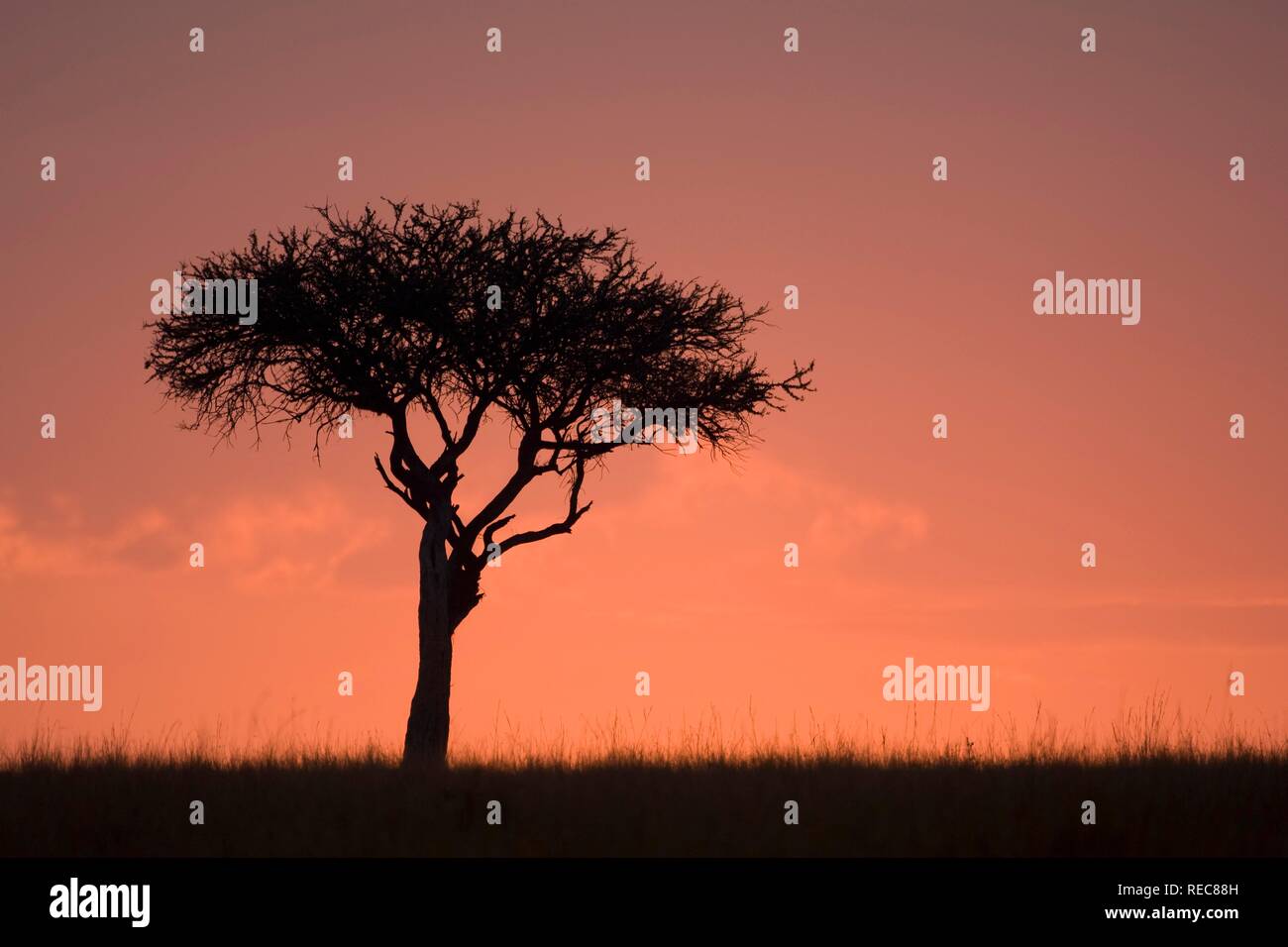 Witgatboom hi-res stock photography and images - Alamy