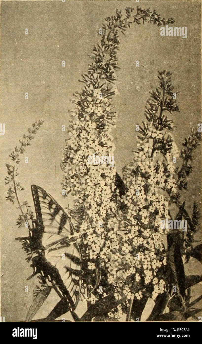 Sharon smith bush hi-res stock photography and images - Alamy