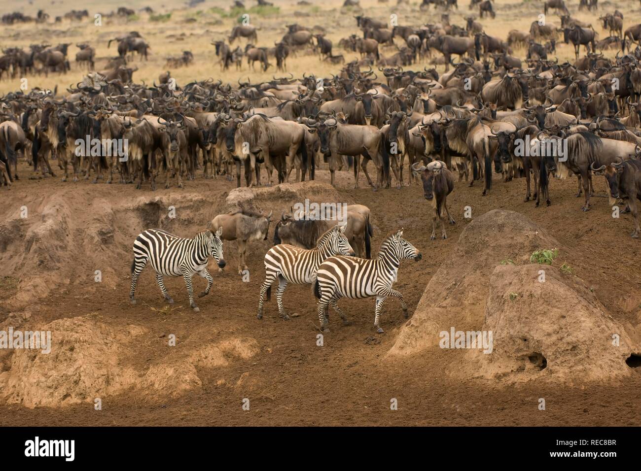 Bearded antelopes hi-res stock photography and images - Alamy