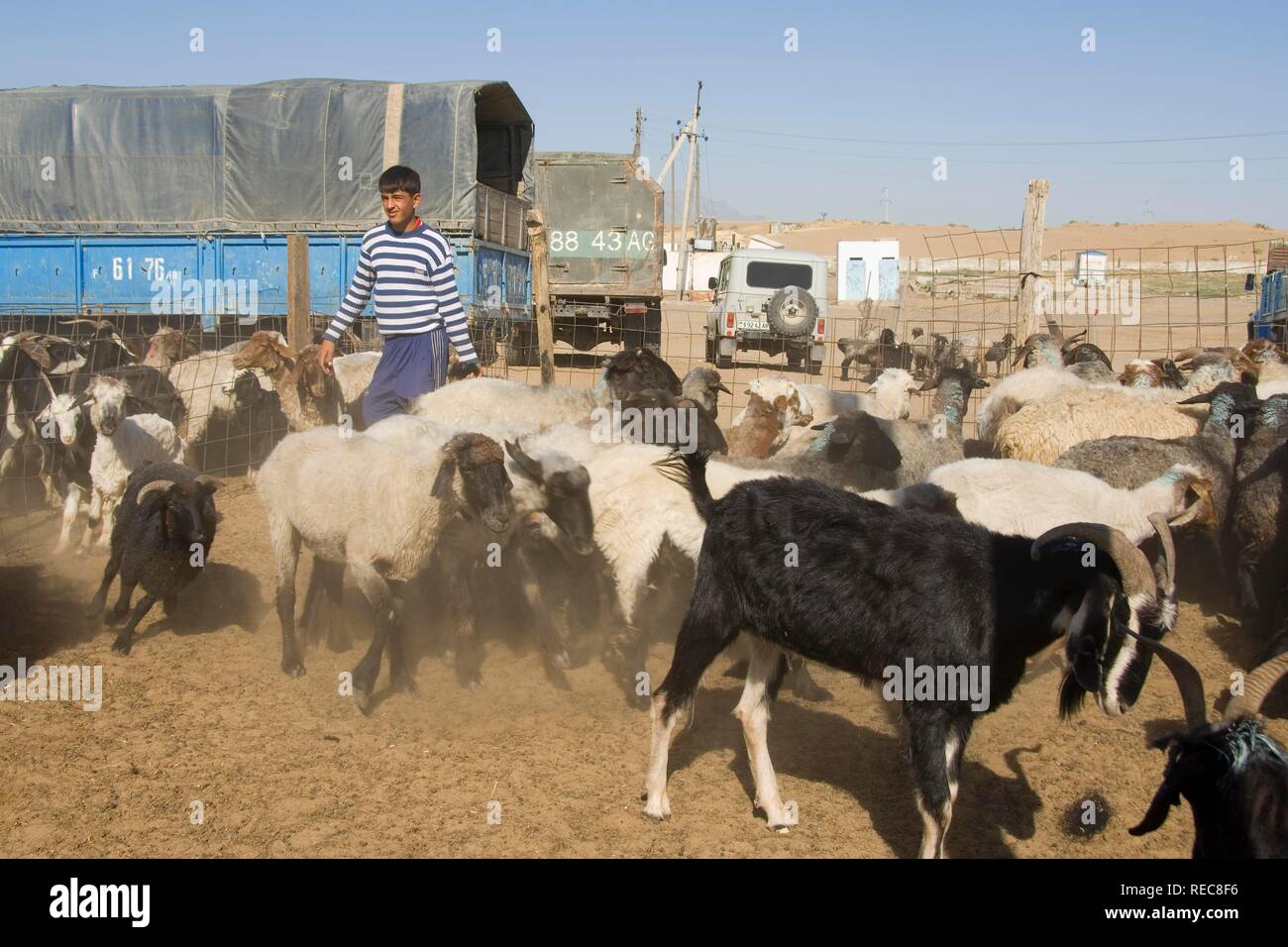 Tolkuchka bazaar, sale of sheep and goats, Ashgabat, Turkmenistan Stock ...
