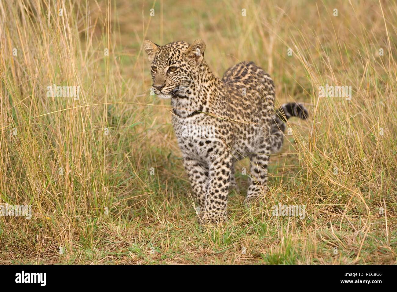 Young Leopard (Panthera pardus), Masai Mara, Kenya, East Africa Stock ...