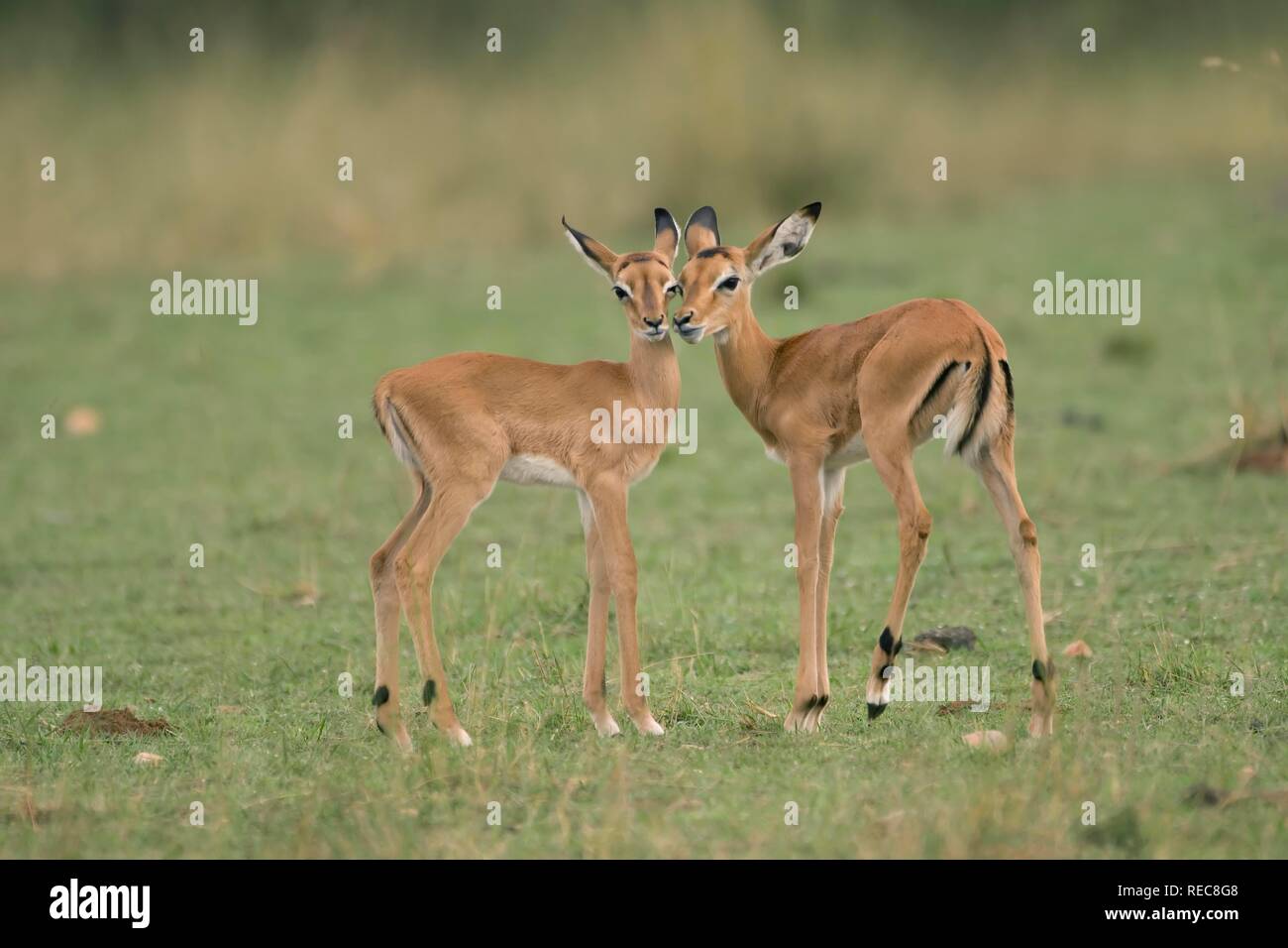 Baby impala hi-res stock photography and images - Alamy
