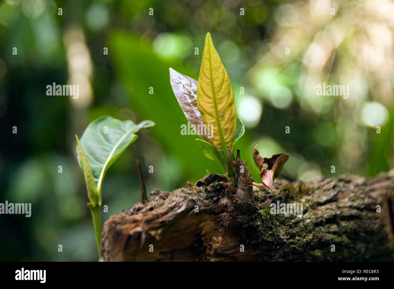 Dead plant tree hi-res stock photography and images - Alamy