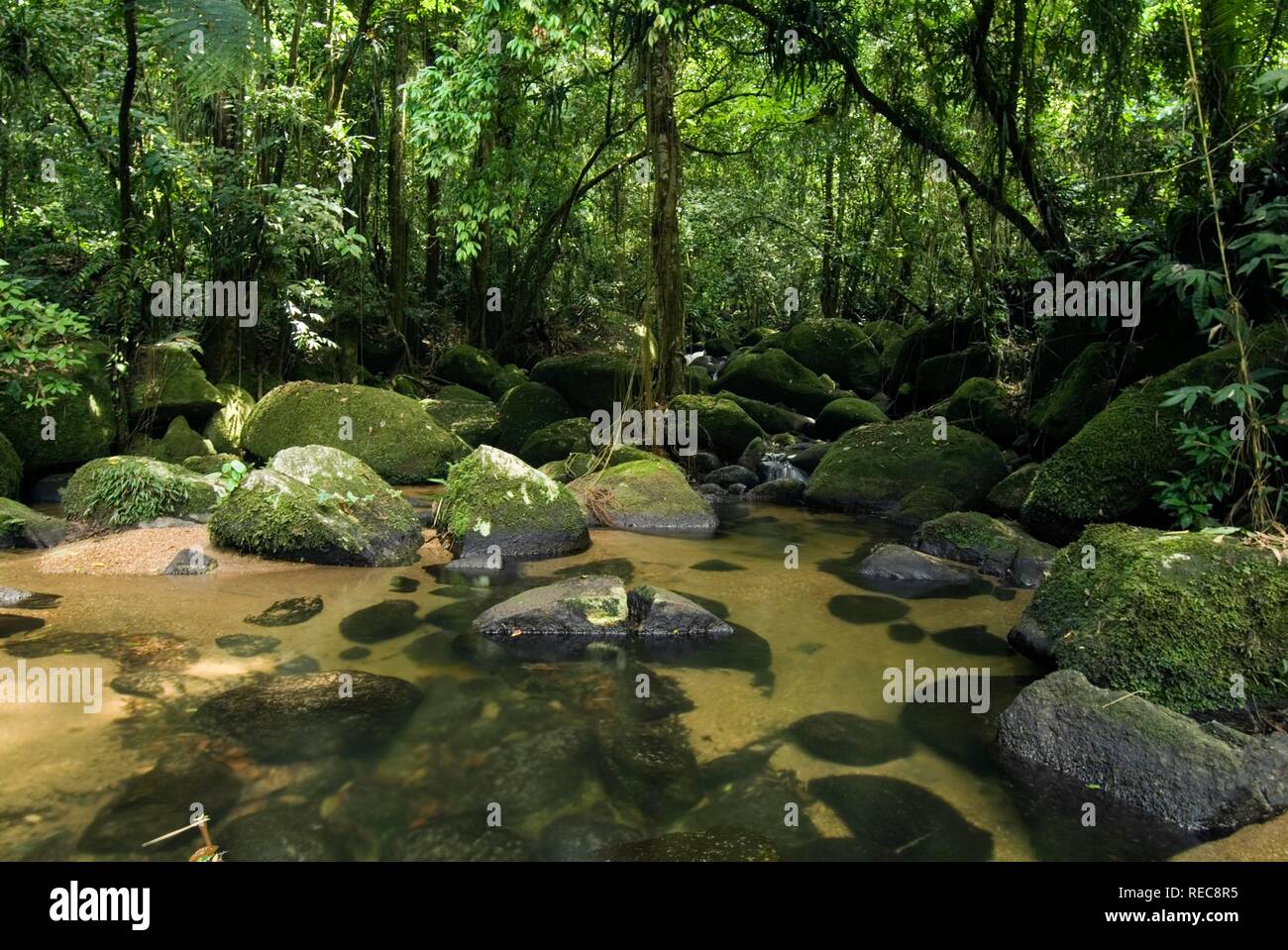 Atlantic rainforest plants hi-res stock photography and images - Alamy