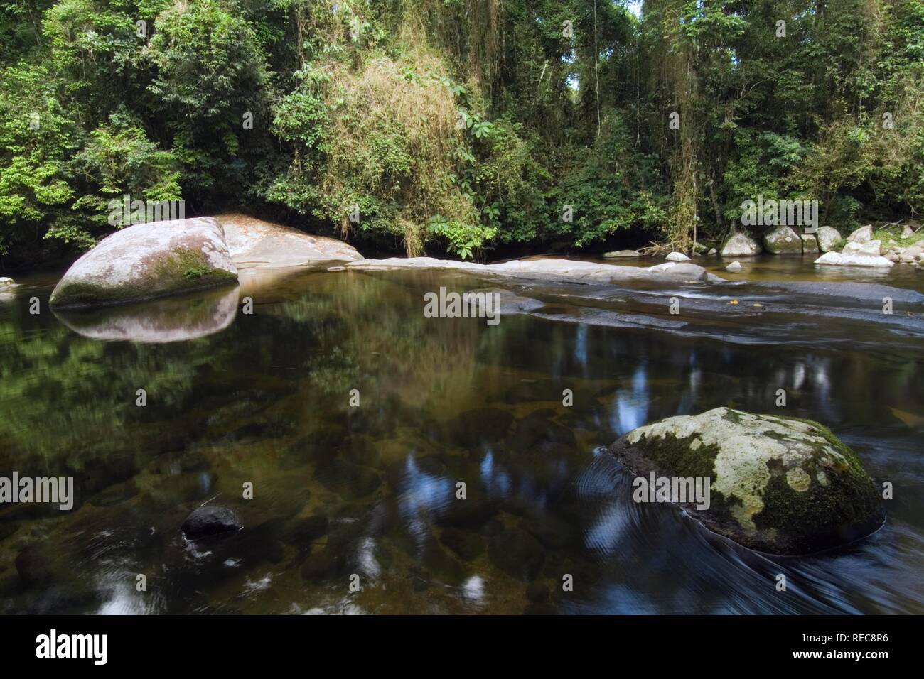 Atlantic rainforests hi-res stock photography and images - Alamy