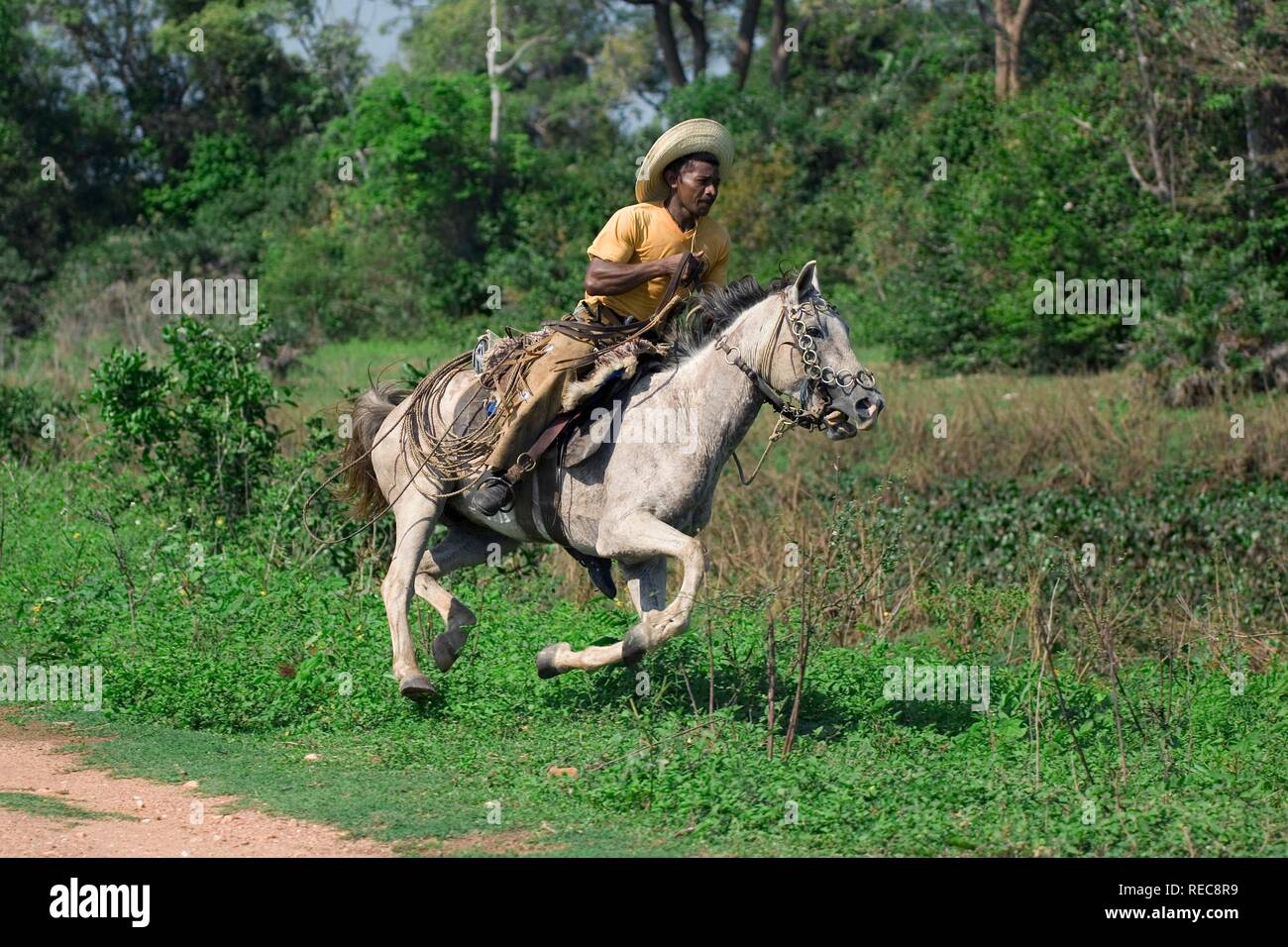 Pantanal cowboy galloping through the prairie, Pantanal, Brazil Stock ...